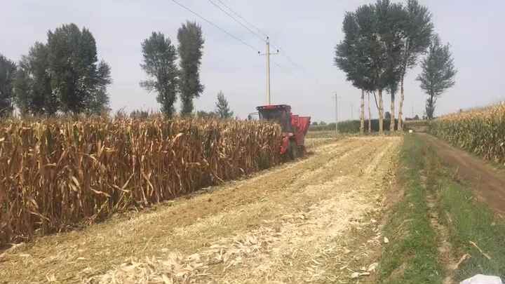 TIANREN 6 Row Corn Combine Harvester 4YZ-6(2200) - Efficient Gear Drive ...