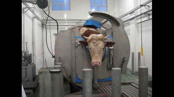 Abattoir Equipment Cattle Slaughterhouse Rotation Rotary Slaughter ...