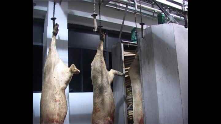 Electrical Stunning Machine for Pigs - Low Noise Level
