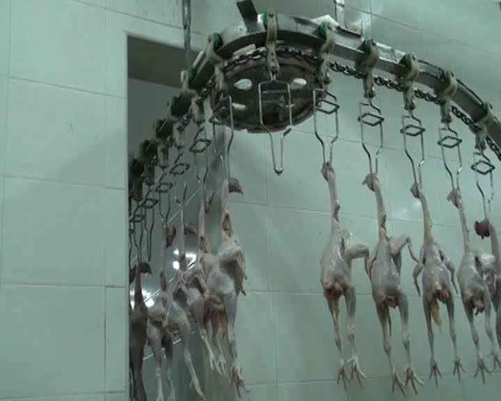 Screw Pre-Chilling Machine for Poultry Slaughterhouse