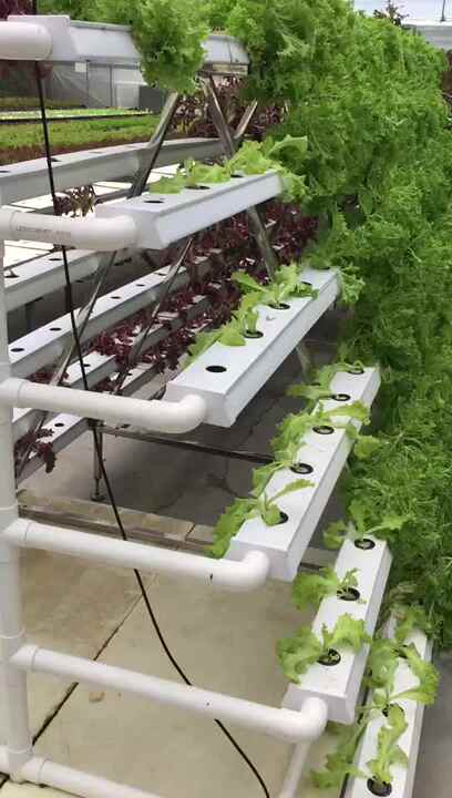 Agricultural Greenhouses - Smart Hydroponics & Vertical Farming