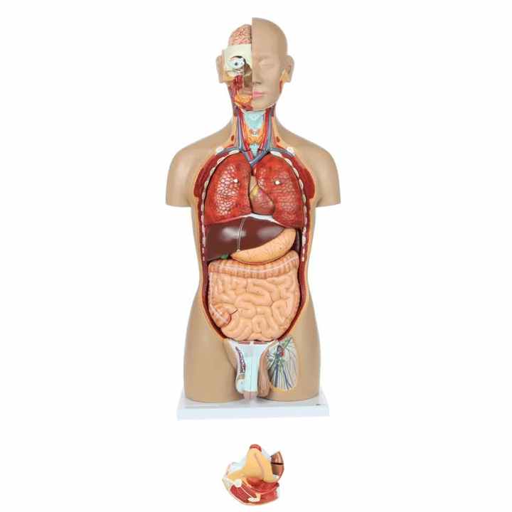 Human Body Model Anatomy Torso Life Size Unisex Doll Medical Torso 23 ...