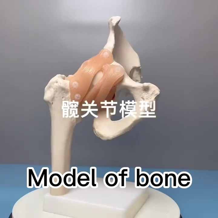 Human Anatomical skeleton joint model life size hip joint model with ...