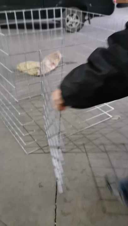 Galvanized Rigid Wire Mesh Panel for Dog Kennels & Chicken Fly Pens ...