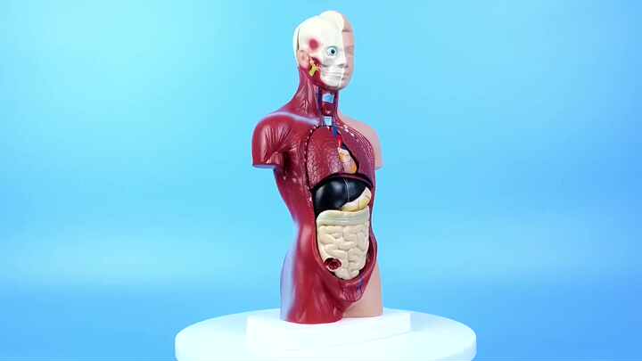 Nursing Training Science - Anatomy Half Body Mannequin
