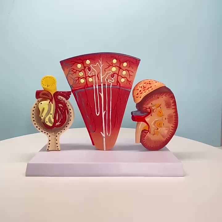 Medical Nephron Glomerulus Enlarged Kidney Anatomy Model