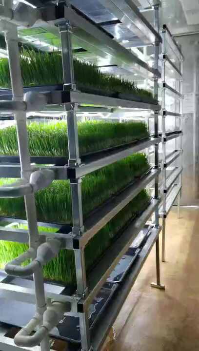 Shredding Hydroponic Bean Sprout Growing Bucket System For Weed Systems ...