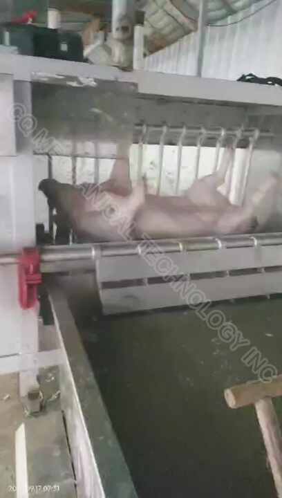 Mini Slaughterhouse of Pigs Pig Processing Plant Pig-dehairing-machine ...