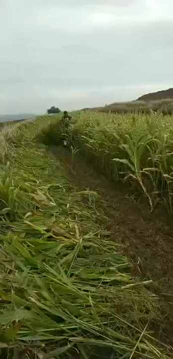 Sesame Harvester Corn Reaper - Efficient & Durable Machine