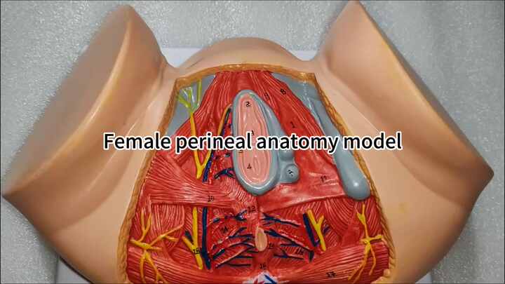 Gynecological Female Perineum Anatomical Model for Education