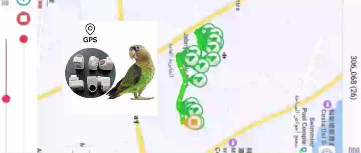 GPS Pigeon Tracking Ring - Portable Eco-Friendly Bird GPS Tracker for ...
