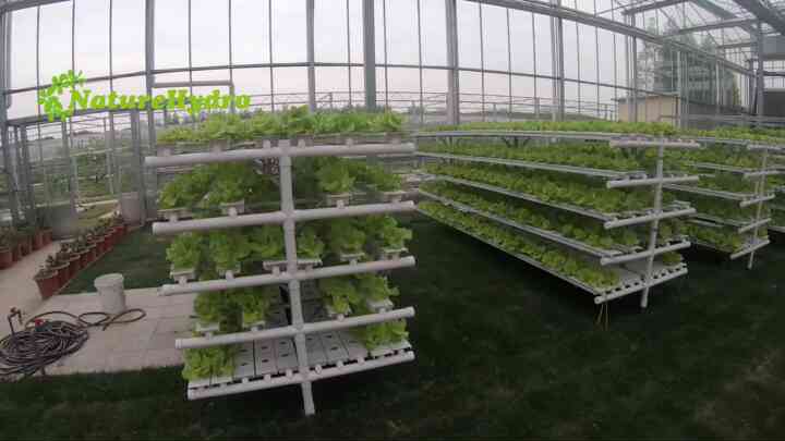 NFT Hydroponik - Efficient Plant Growth with PVC Pipes