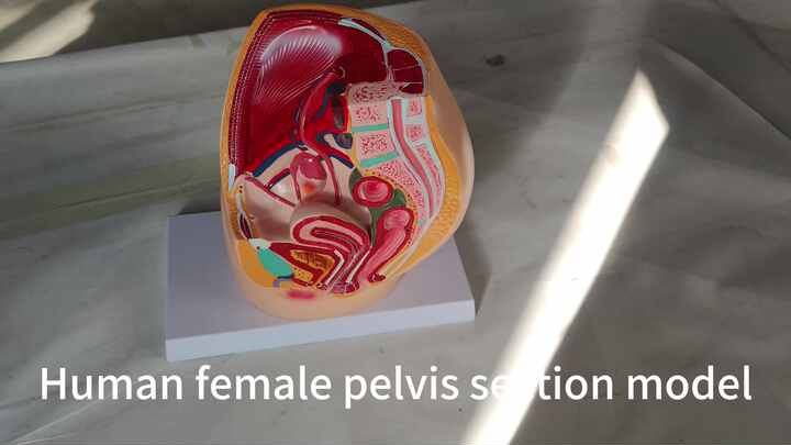 Anatomical Model of Human Female Pelvic Cavity - YULIN