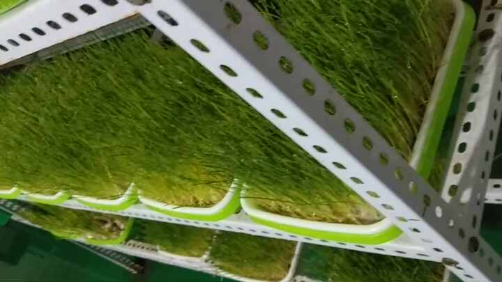 OCEAN Comercial Automático Mung Bean Sprout Box Maker Contenedor ...