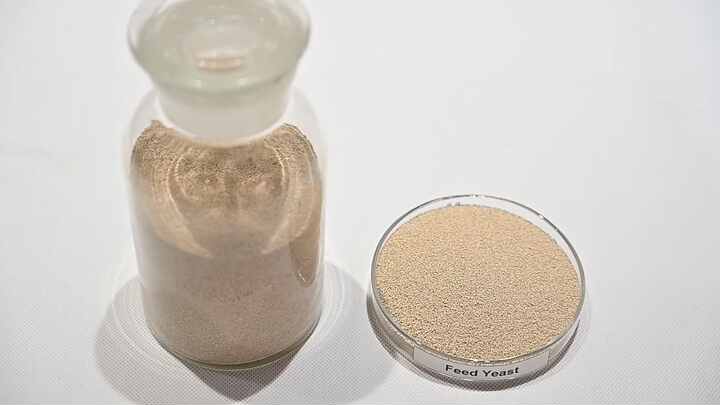 Dried Brewer's Yeast - Enhance Livestock Feeding Efficiency