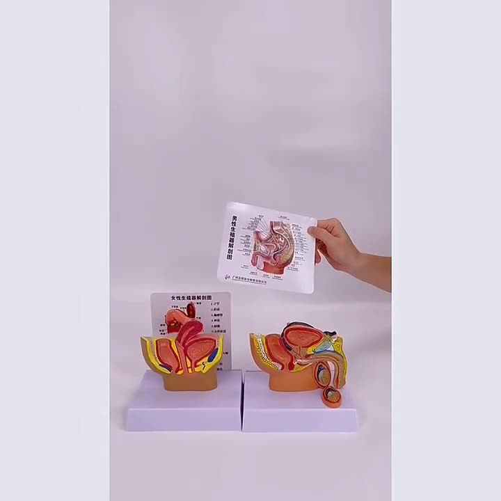 1/2 Male genital Pelvic Sagittal Section Anatomy Model Medical Science ...