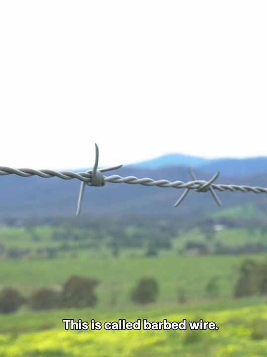 Thorn Fence Barbed Wire Mesh - Durable Anti-Theft Solution