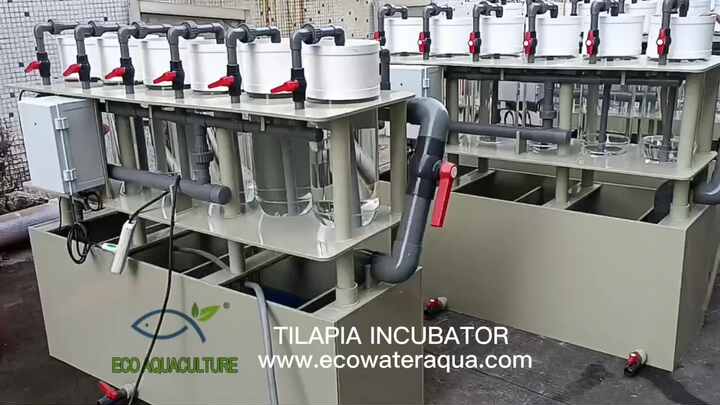 ECO Catfish Tilapia Fish Egg Incubator Hatchery for Affordable ...