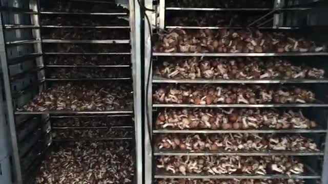 High Efficiency Solar Drying Machine for Fruits & Vegetables