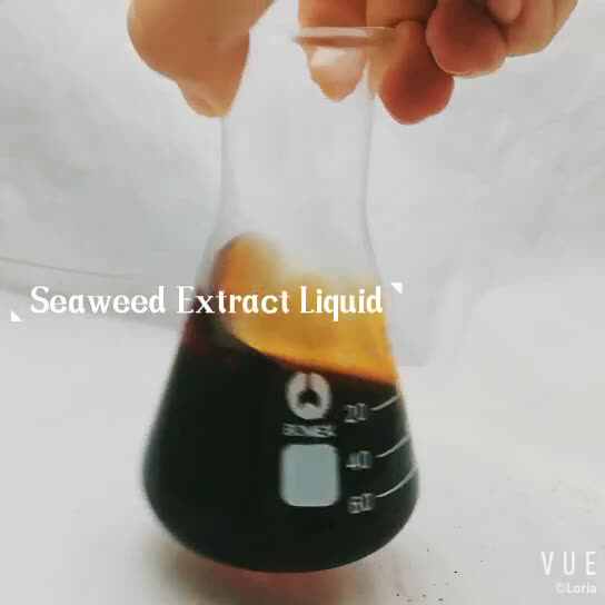 Algae Fertilizer - Seaweed Extract Liquid for Organic Growth