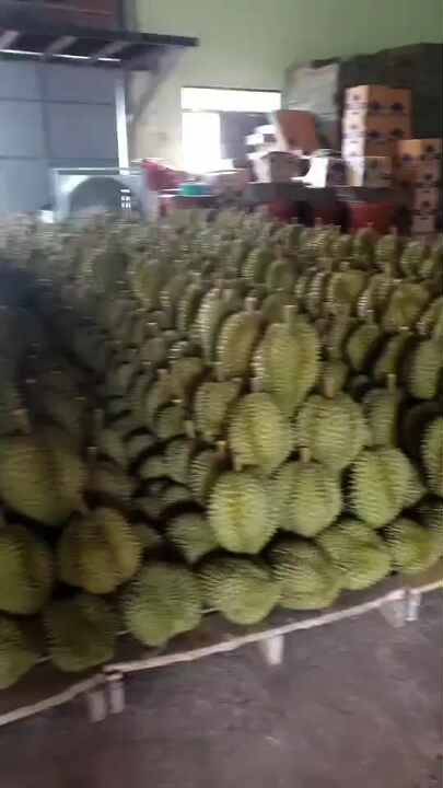 Thailand Premium Fresh Cut Durian - Mon Thong AAA Grade