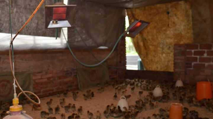 THD2606 Infrared Heating System for Poultry Farm House Gas Brooder