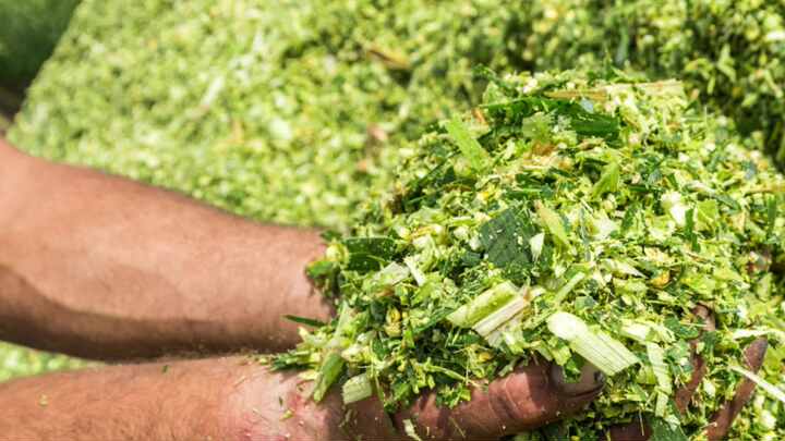 ANIMAL FEED Corn Silage from Vietnam - Natural & Nutritious