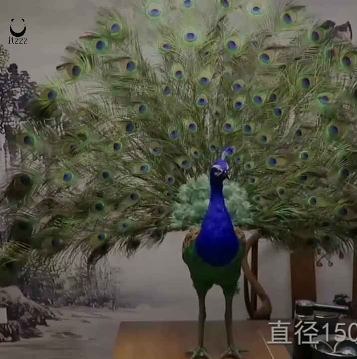 Peacock Props - Elegant Wedding and Christmas Decorations