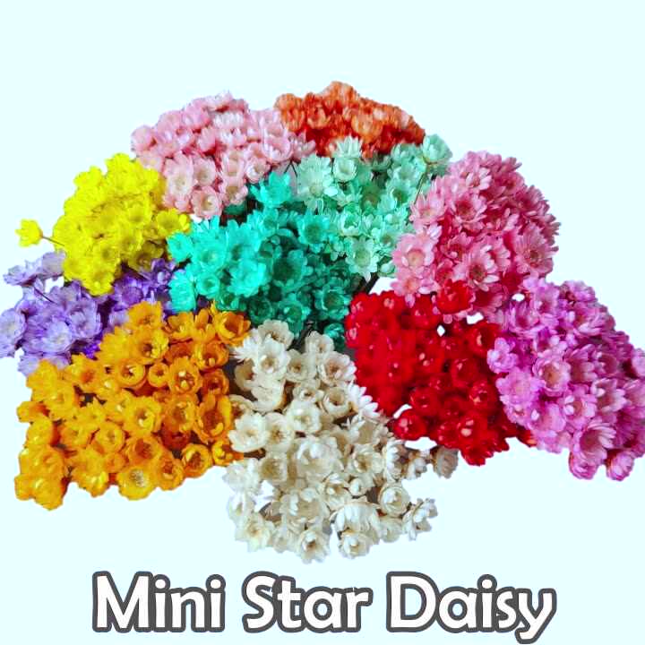 Mini Real Fresh Daisy Flowers Natural Dried Star Flowers For Home ...