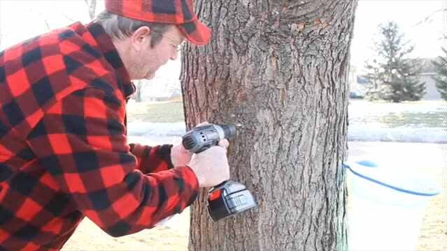 DD1095 Birch Tree Tapping Kit - 12pcs Sugaring Starter Tubing