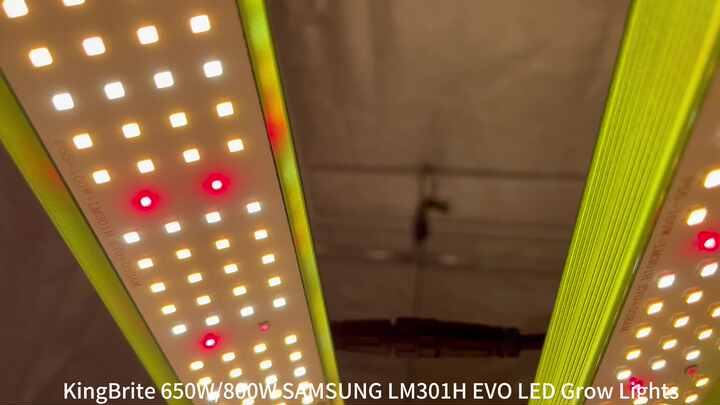 3.14 Umol/j Samsung LM301H EVO ! KingBrite P55 650W 800W LM301H EVO LED Grow Light Bar| Alibaba.com