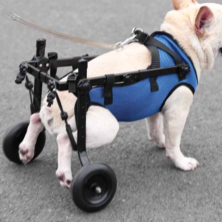 Pet Dog Wheelchair - Mobility for Handicapped Pets