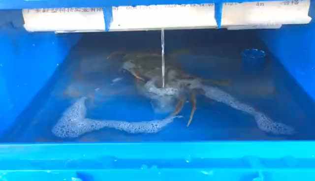 Vertical Mud Crab Farming the Guide to Starting Vertical Mud Crab ...