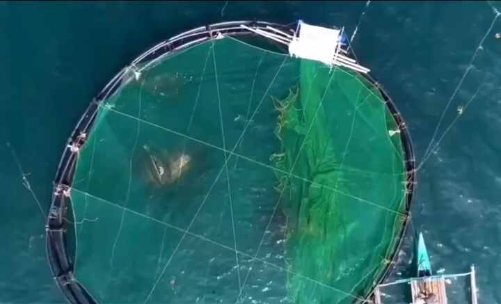 HDPE Floating Fish Farming Cage for Deepsea Aquaculture - Durable ...