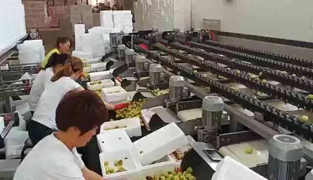 Fresh Dongzao Jujube Fruits - Sweet and Juicy Chinese Date Fruit for ...