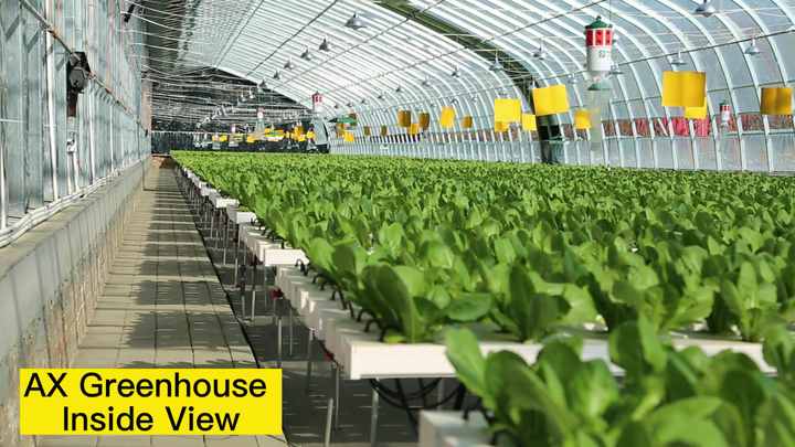Smart Aquaponics Greenhouse - Efficient Home Growing