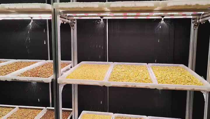 Leafy Vegetable Plant Factory 40HQ Container Farm Hydroponic System ...