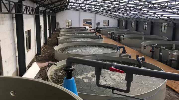 Shrimp Hatchery Farming - Efficient Indoor Aquaculture