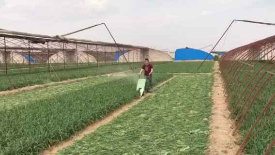 High Efficiency Vegetable Harvesting Machine - SR Series