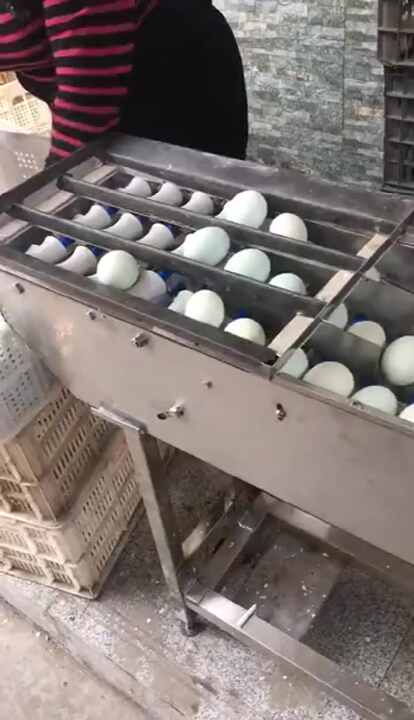 5 Row Lane Egg Sorter Scale and Grader Weigh Inspection 10000 Egg/hr ...