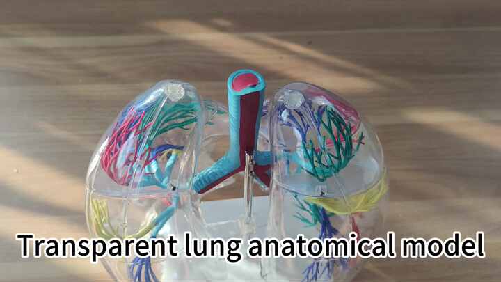Anatomical Simulator Human Lung Model - Transparent & Realistic