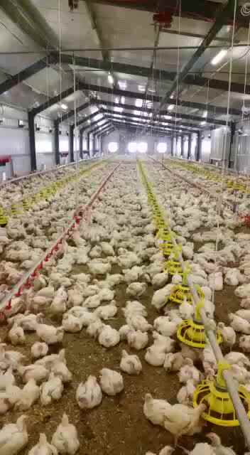 Modern Poultry Farming - Full Automatic Chicken Breeding Equipment
