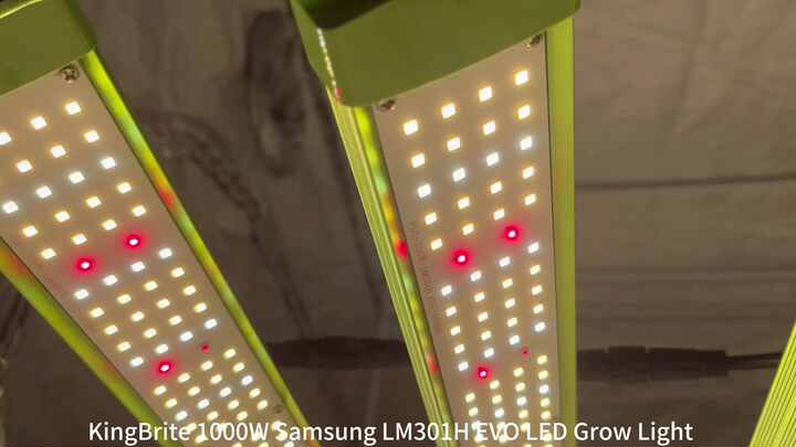 Kingbrite LM301H EVO 1000W LED Grow Light - 50000 Hours Lifespan