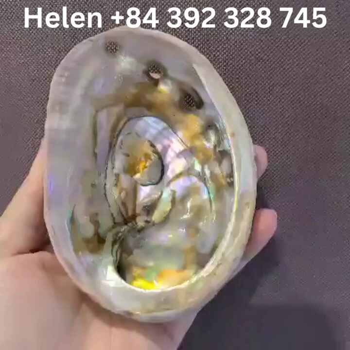 NATURAL LARGE SIZE POLISHED ABALONE SHELL CHARMING and ATTRACTIVE BLUE ...