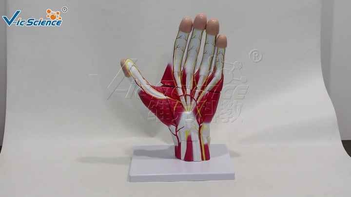 Enlarged Model of Palmar Anatomy Teaching Science Models Education ...