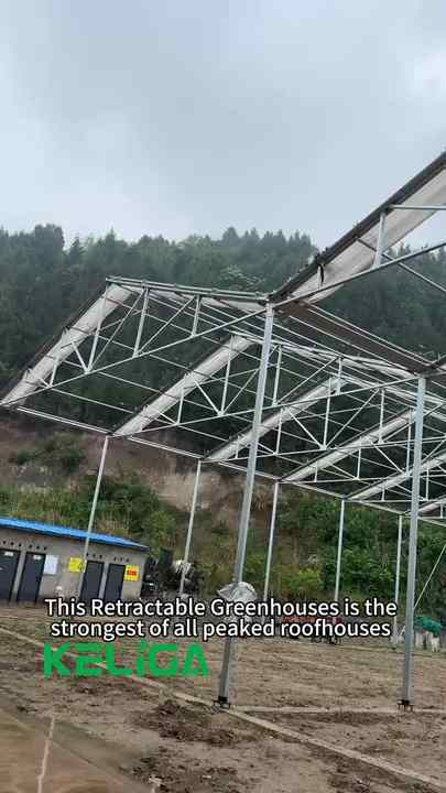 2024 New Design Multi-span Greenhouse for Agriculture Rain Protection ...