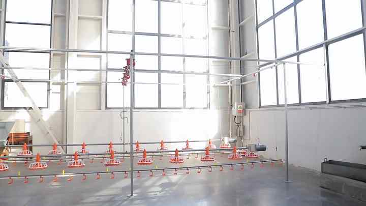 Automatic Chicken Breeder Feeding Line System - Eco-friendly