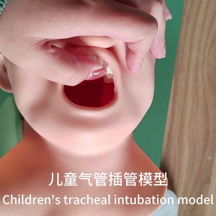 Tracheal Intubation Manikin Model Kit for Medical Education with Four ...