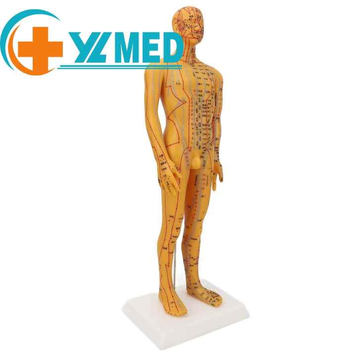 60cm Male Human Acupuncture Model with Meridian Points PVC Medical ...