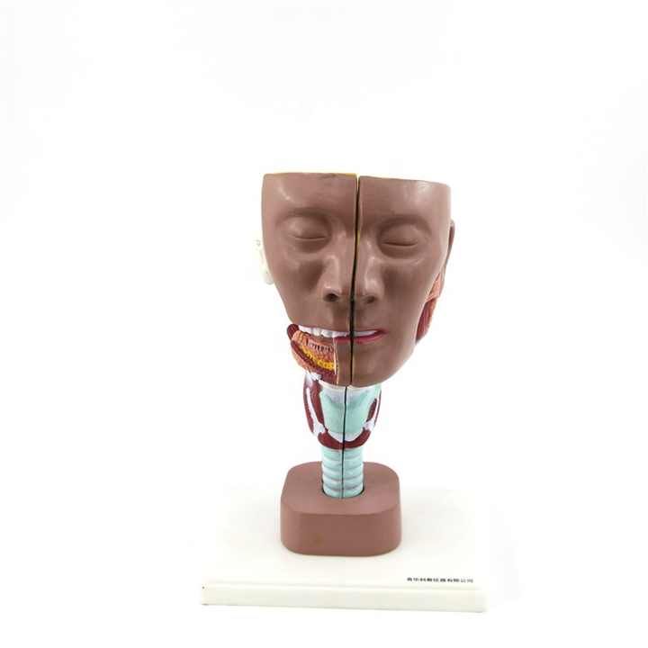 Anatomy Human Head Model - Detailed Head Model for Teaching